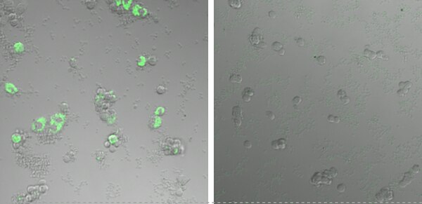 BioTracker™ Orange Zymosan Phagocytosis Live Cell Probe | SCT203